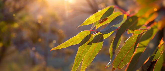 Connecting with nature – good for you, good for the planet - Blackmores ...