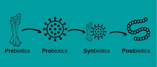 Postbiotics - the new kid on the block for the gut - Blackmores Institute