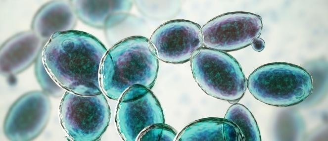 Saccharomyces boulardii: an effective probiotic yeast with multiple ...